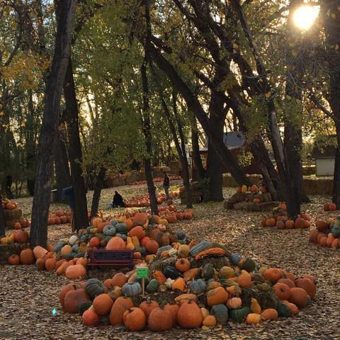 Getting pumped for pumpkins | Community | willistonherald.com