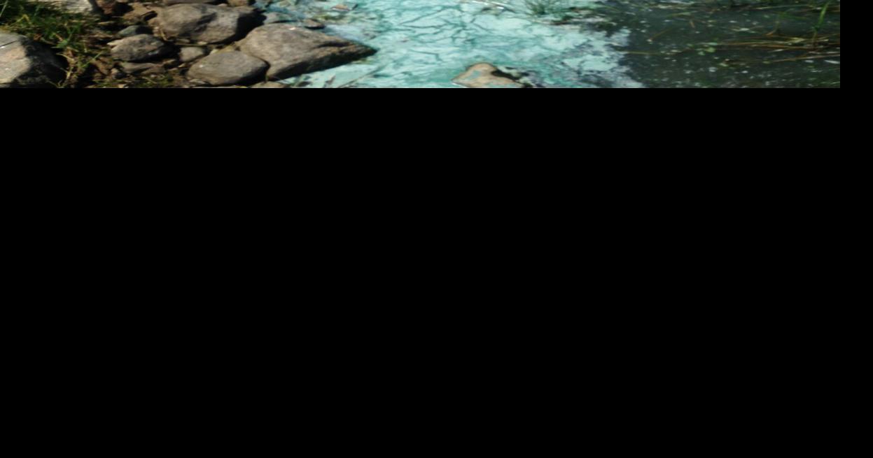 Blue-Green aglae present at Epping/Springbrook Dam | Hunting and ...