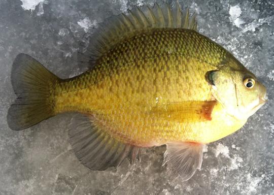 Tips for Bull Bluegills | Hunting and Outdoors | willistonherald.com