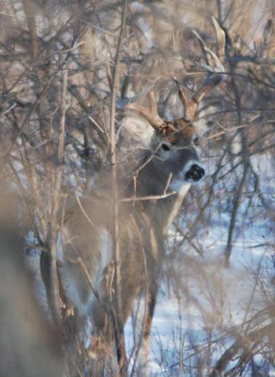 Wild buck | Local News Stories | willistonherald.com
