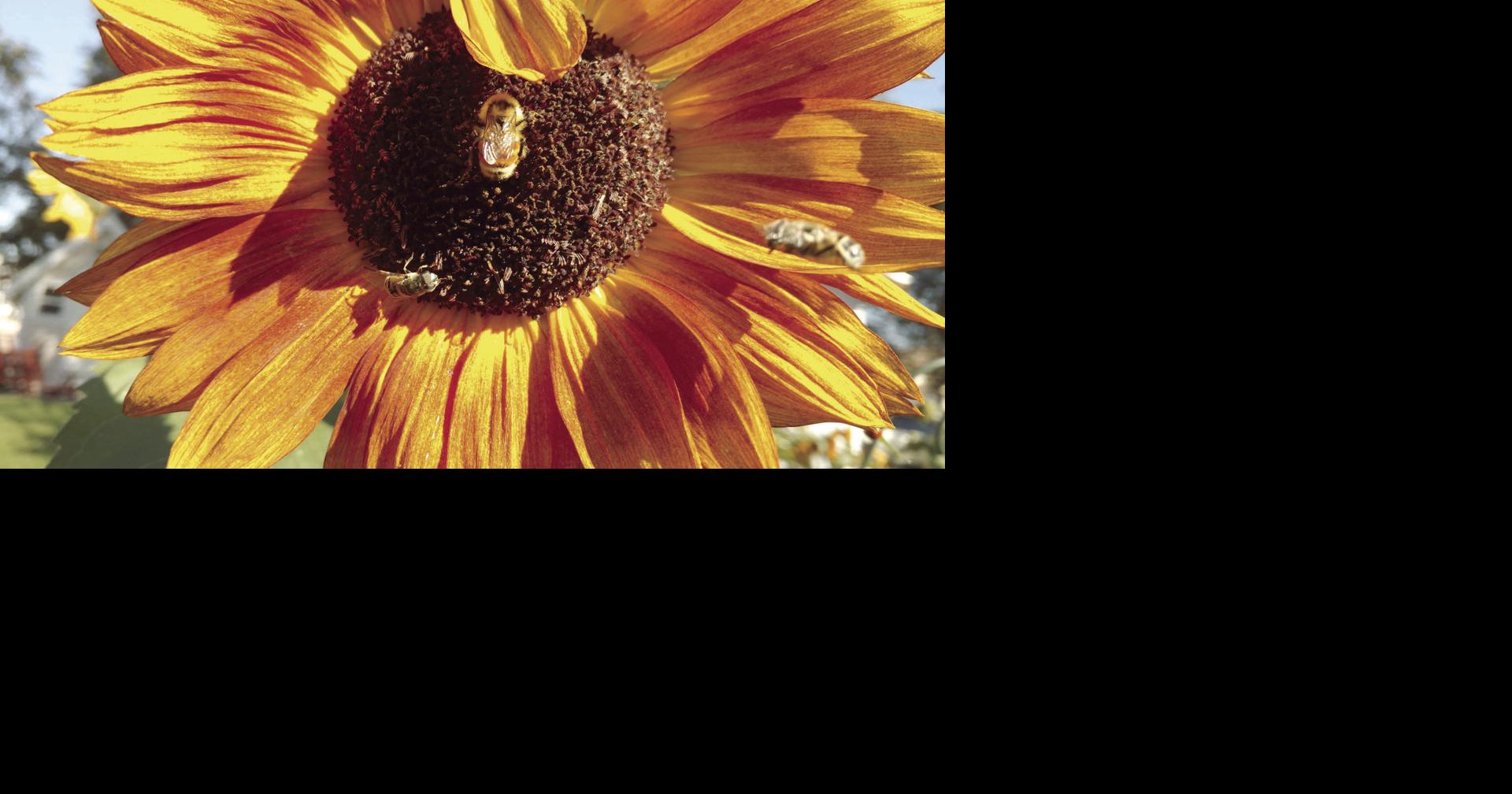 Wet weather hampering harvest, causing quality concerns | Farm & Ranch ...