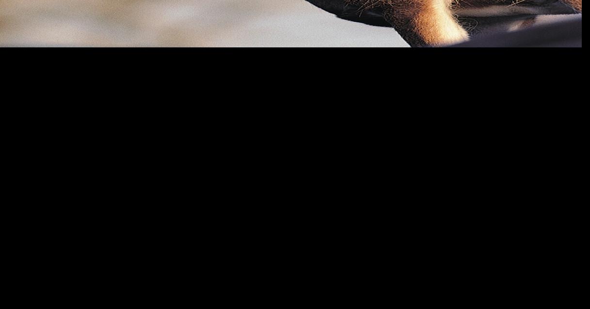 171122 deer topics | Hunting and Outdoors | willistonherald.com