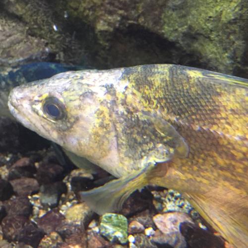 pike spearing devils lake