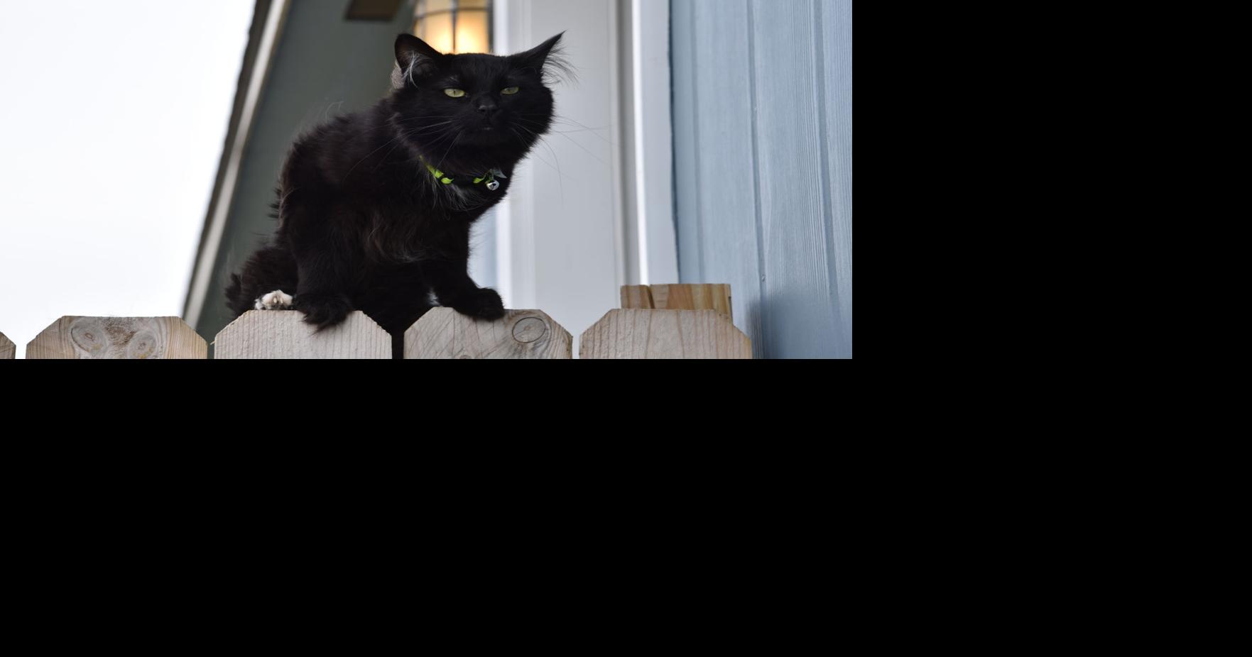 Feral reaction | Local News | willistonherald.com