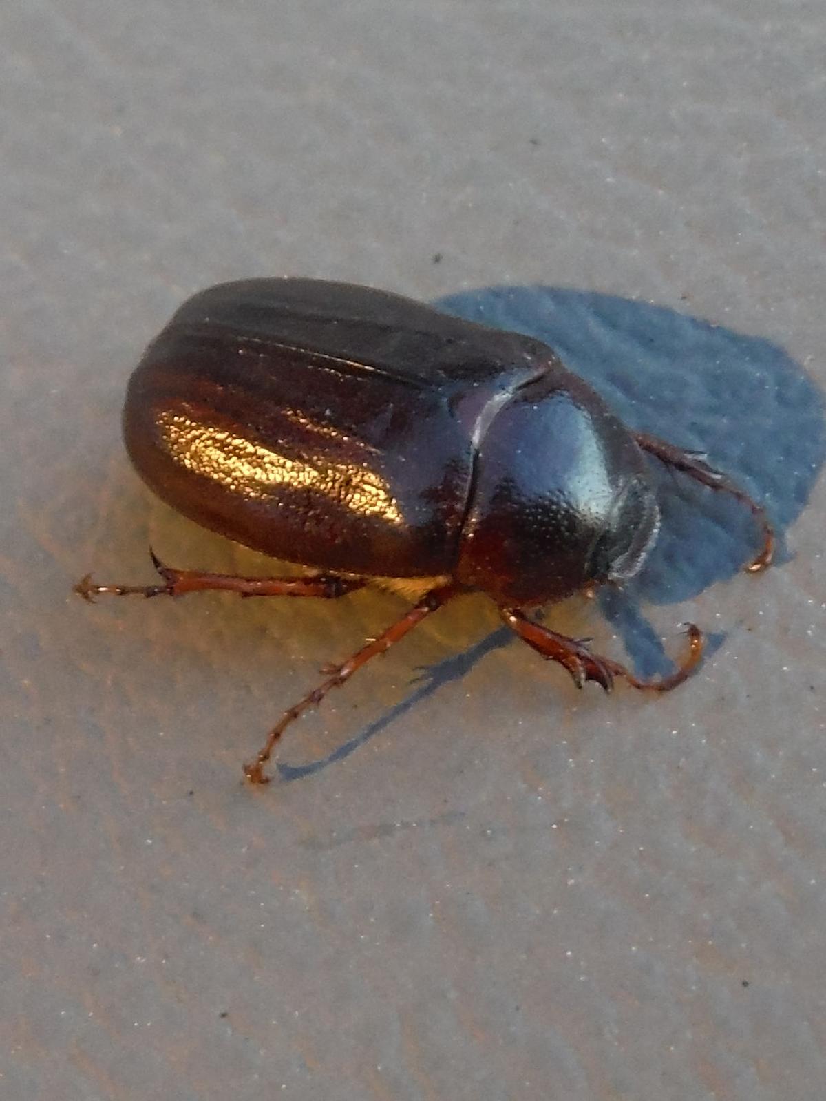 Daily Edge 6/8 – Bugs, Tails & Stopping ANS | Hunting and Outdoors ...