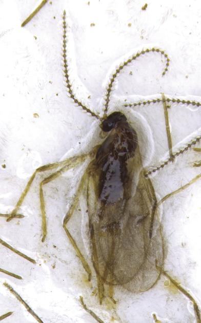 Bugs that Burrow Below Pores and skin, and What to Do About Them