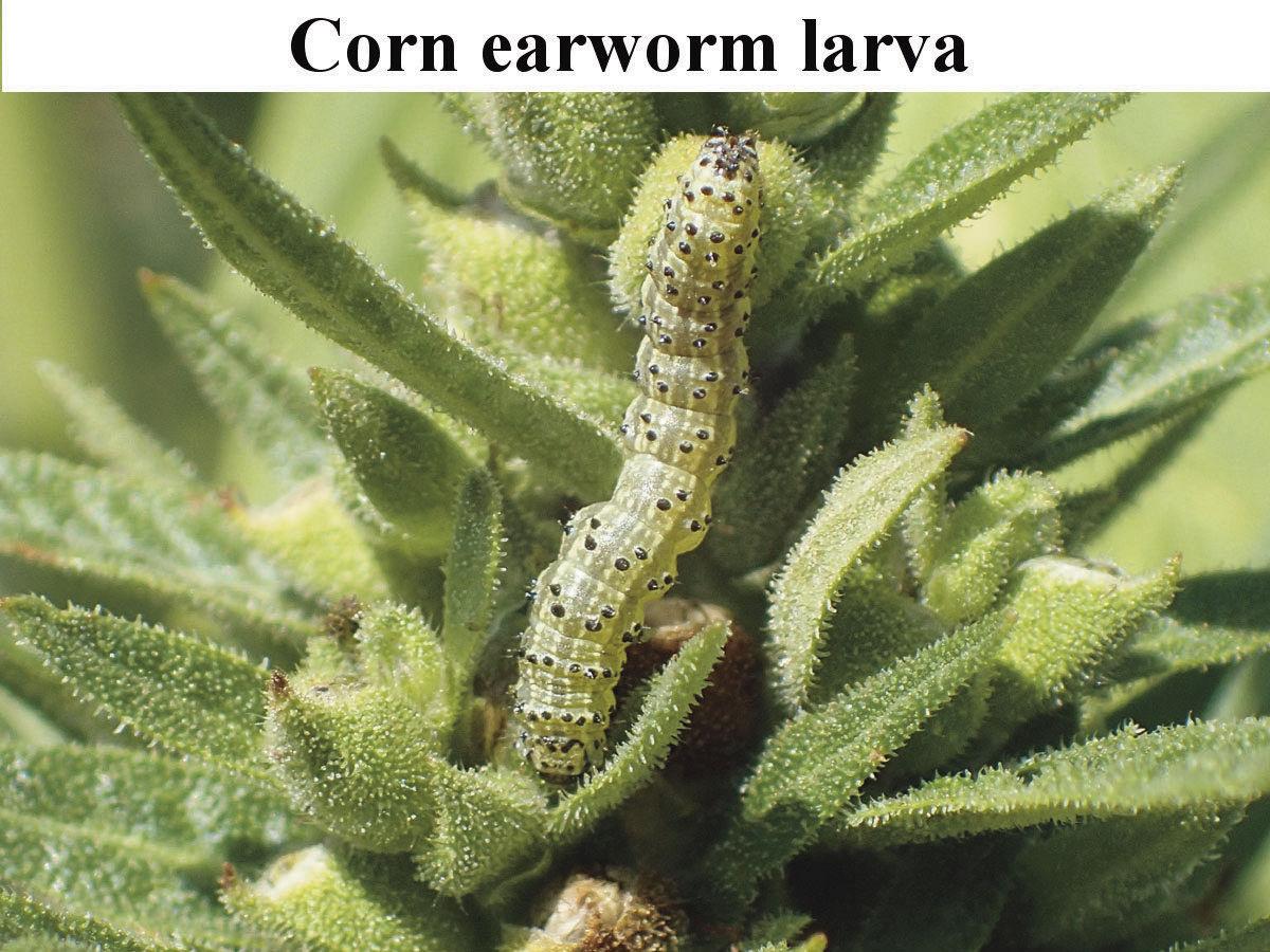 Go inside the hemp insect world with Dr. Whitney Cranshaw | Farm ...