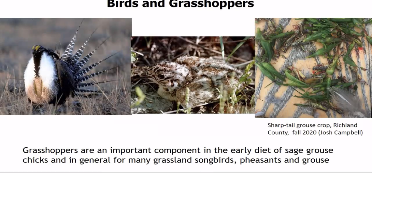 Great grasshopper control requires a measured approach | Farm & Ranch ...