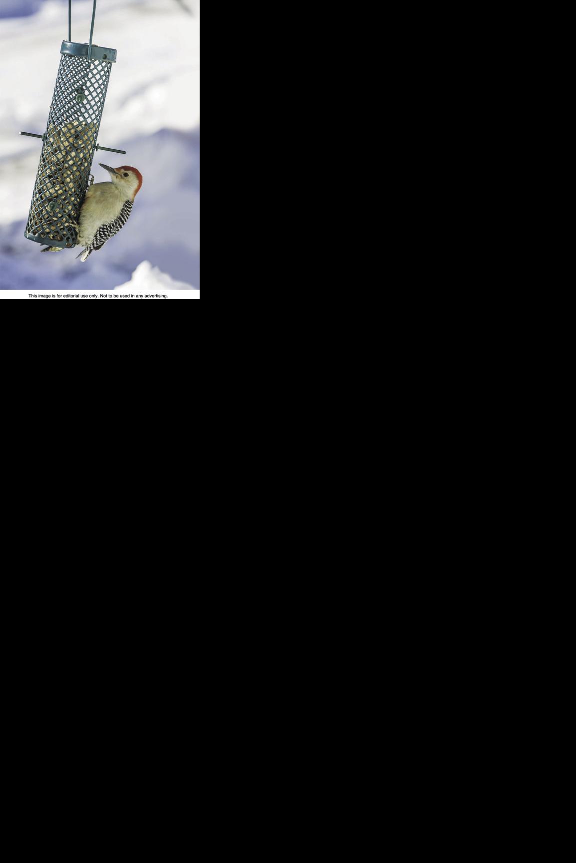 The different types of bird feeders | Home & Garden | willistonherald.com