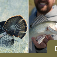 Remaining fall turkey licenses available September 17 | Hunting and ...