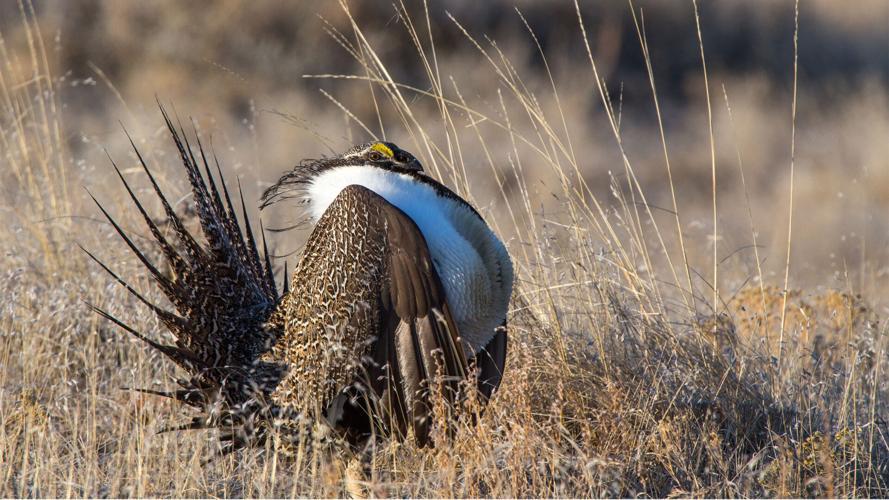 The Situation with Sage Grouse | Hunting and Outdoors | willistonherald.com