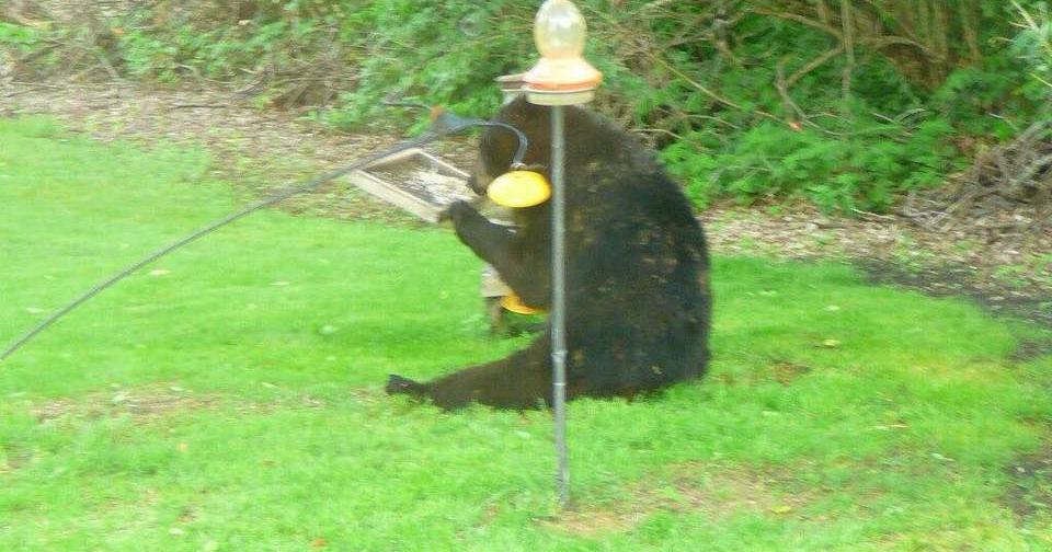 DNR thinks there may be multiple bears living in the area | News ...