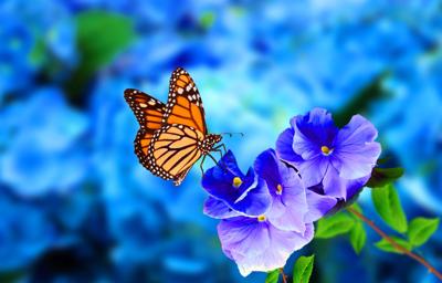 Odens explains program to save Monarch Butterfly habitat | News ...