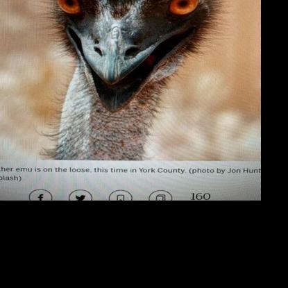 Runaway emu found munching on apples at Washington County home | News ...