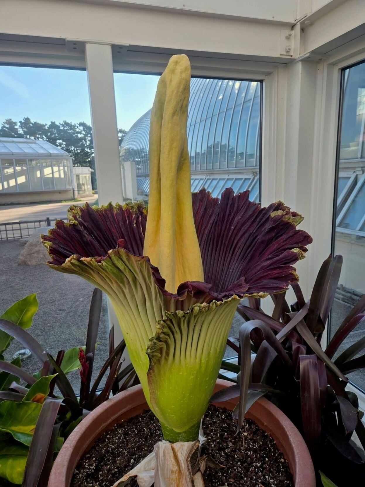Horace the Corpse Flower in bloom | News | willmarradio.com