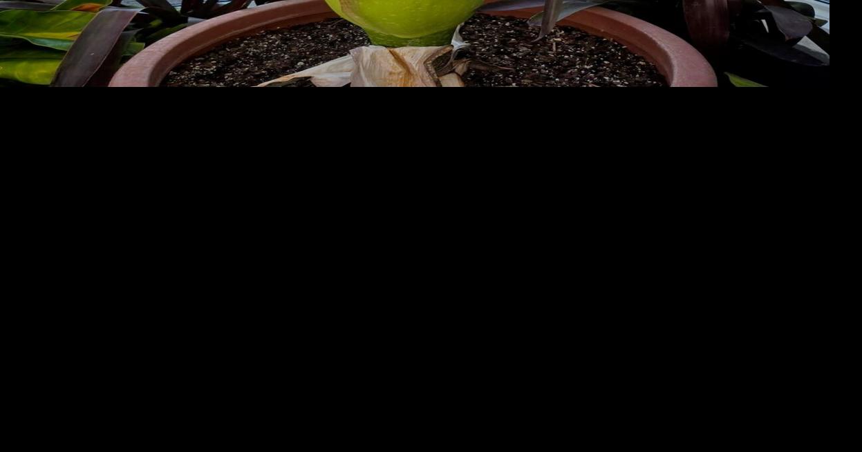 Horace the Corpse Flower in bloom | News | willmarradio.com