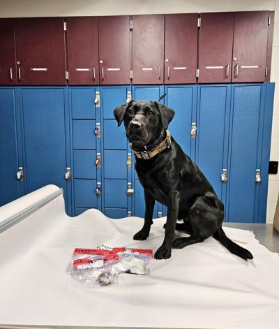 K-9 Maverick, Deputy Bilky seize drugs from vehicle | News ...