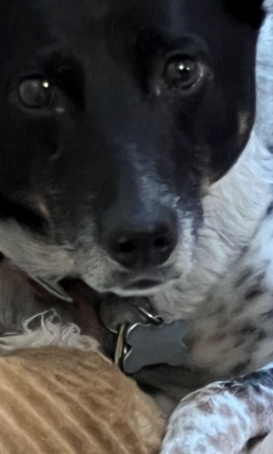 New dog and cat licenses due Friday in Willmar | News | willmarradio.com