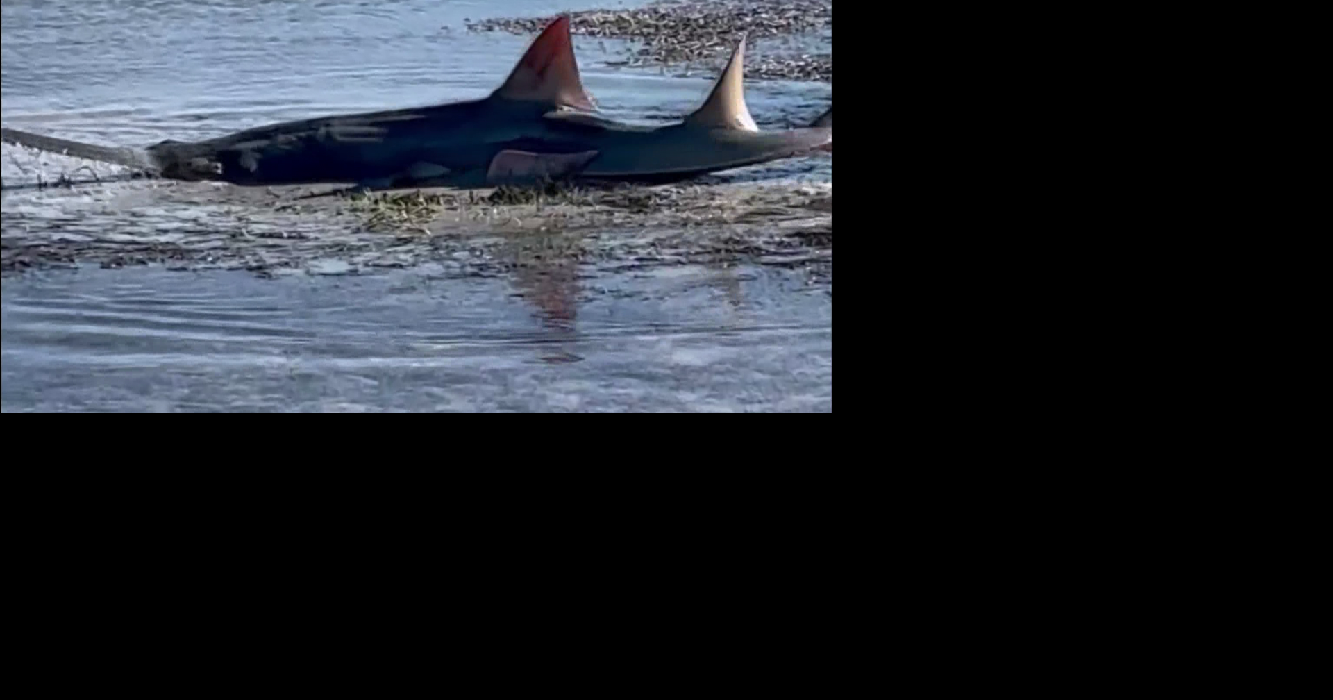 Sawfish dying at an alarming rate – is it something in the water ...