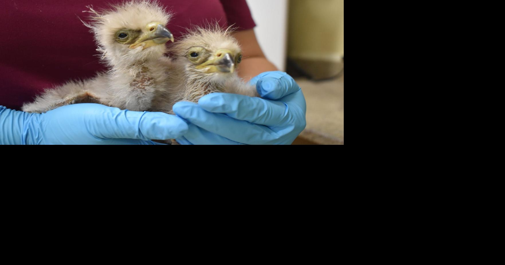 CROW says SWFL Eagle Cam eaglets are in good shape | Lee County ...