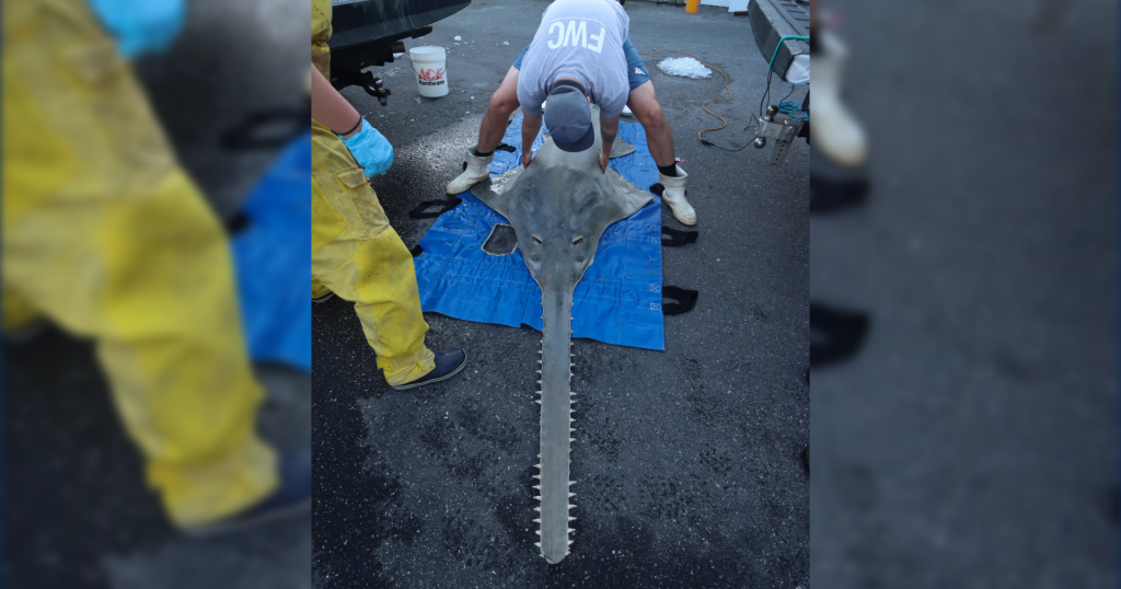 Unsolved: sawfish deaths rise during Florida Keys mystery | News ...