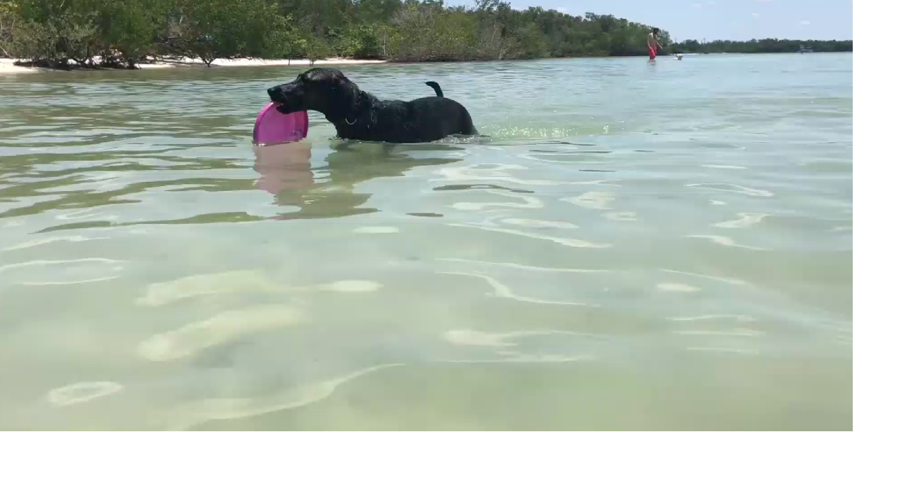 Collier County residents speaking out for their dogs to have access to ...