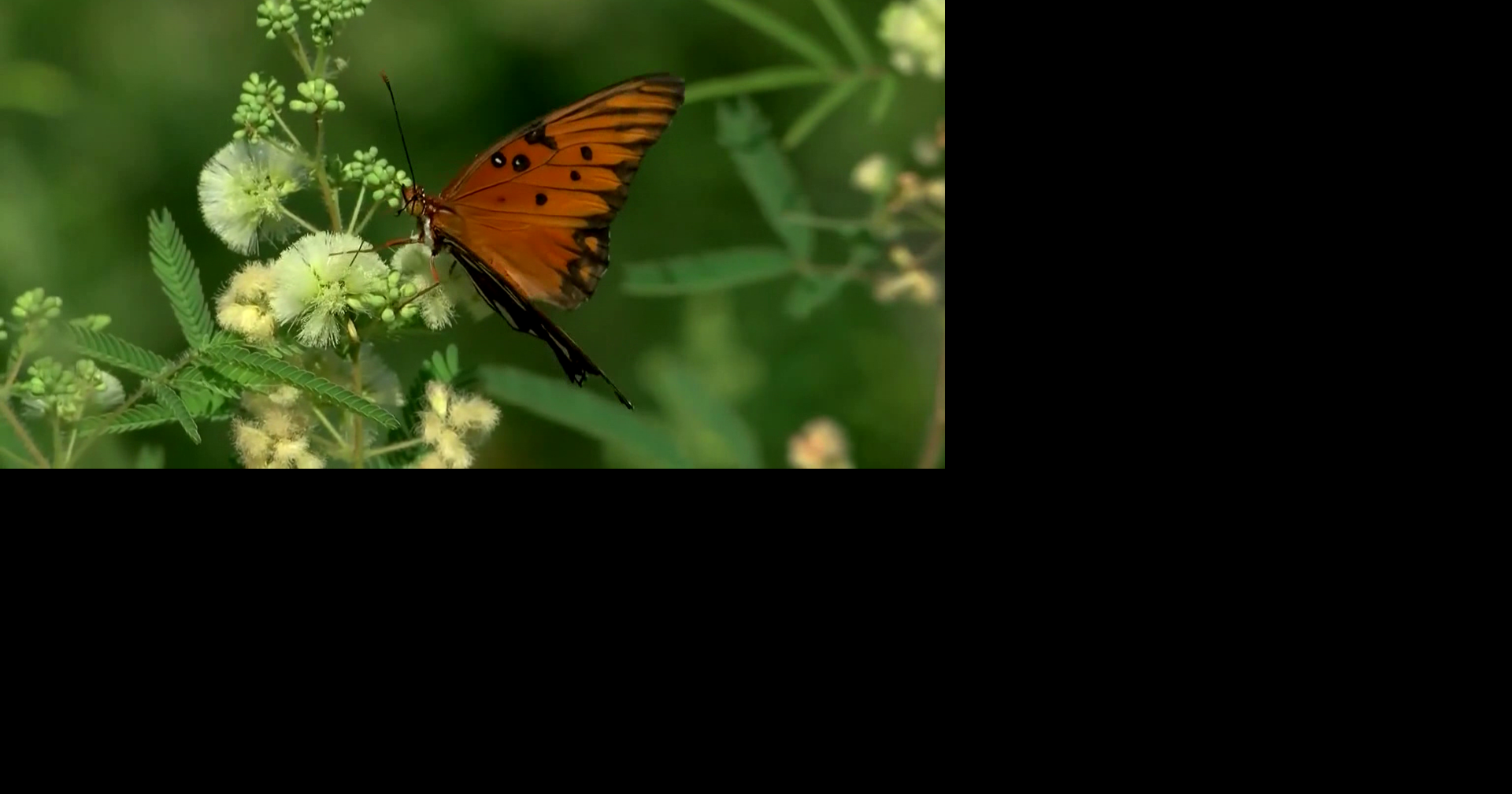 Climate change’s impact on SWFL insects | Lee County | winknews.com