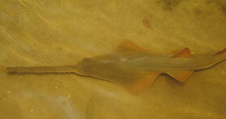 International Sawfish Day: Protecting Florida’s endangered species ...