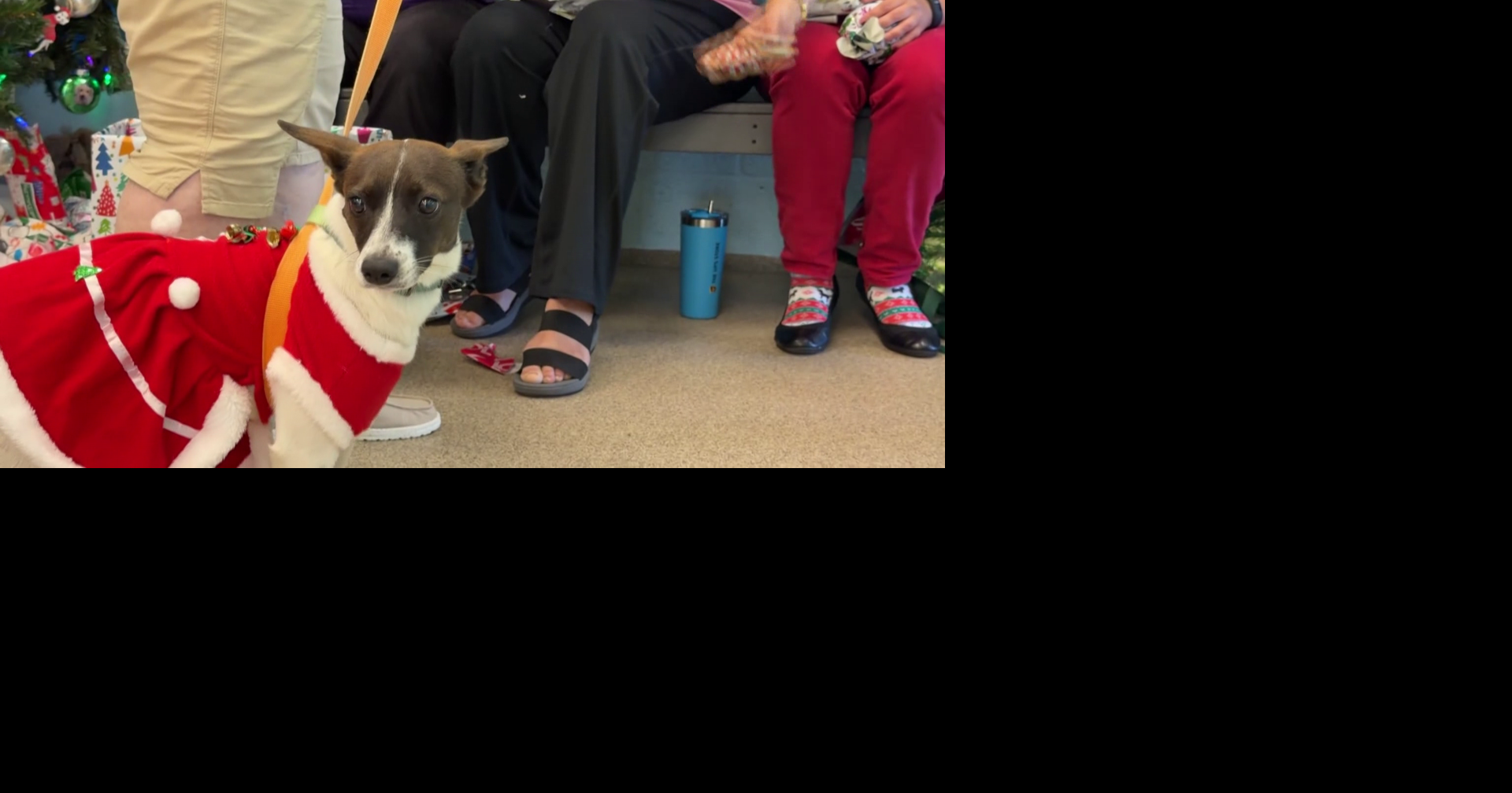 Cape Coral Animal Shelter spreads holiday cheer to waiting pets