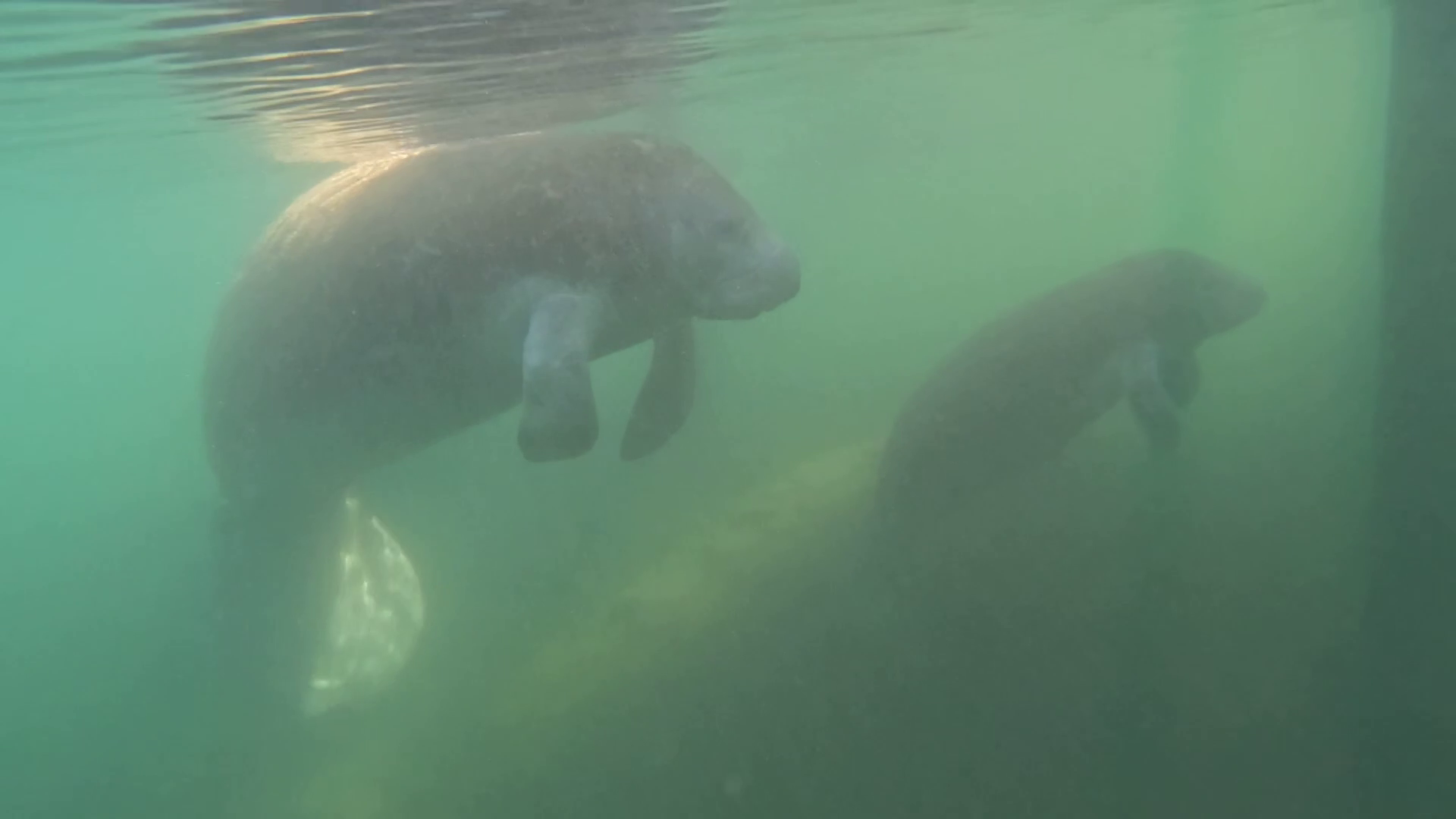 Lee County manatee deaths rise, raising concerns for local ecosystems ...