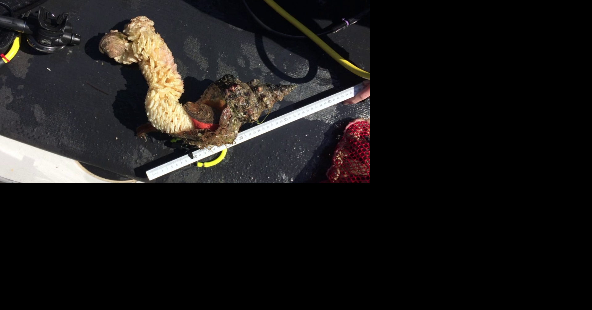 Horse conch species population drops over last decade | News | winknews.com