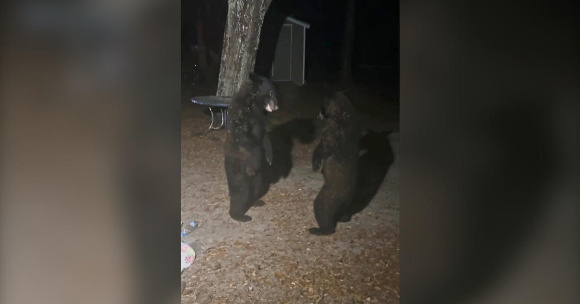 Bear Brawl: Black bears duke it out in Golden Gate backyard | Archives ...