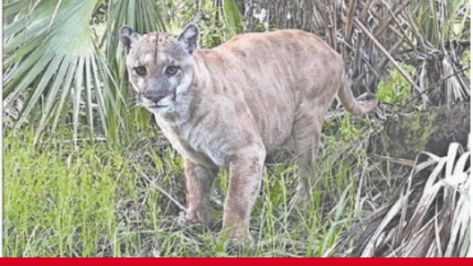 11-year-old endangered Florida panther... | SWFL News