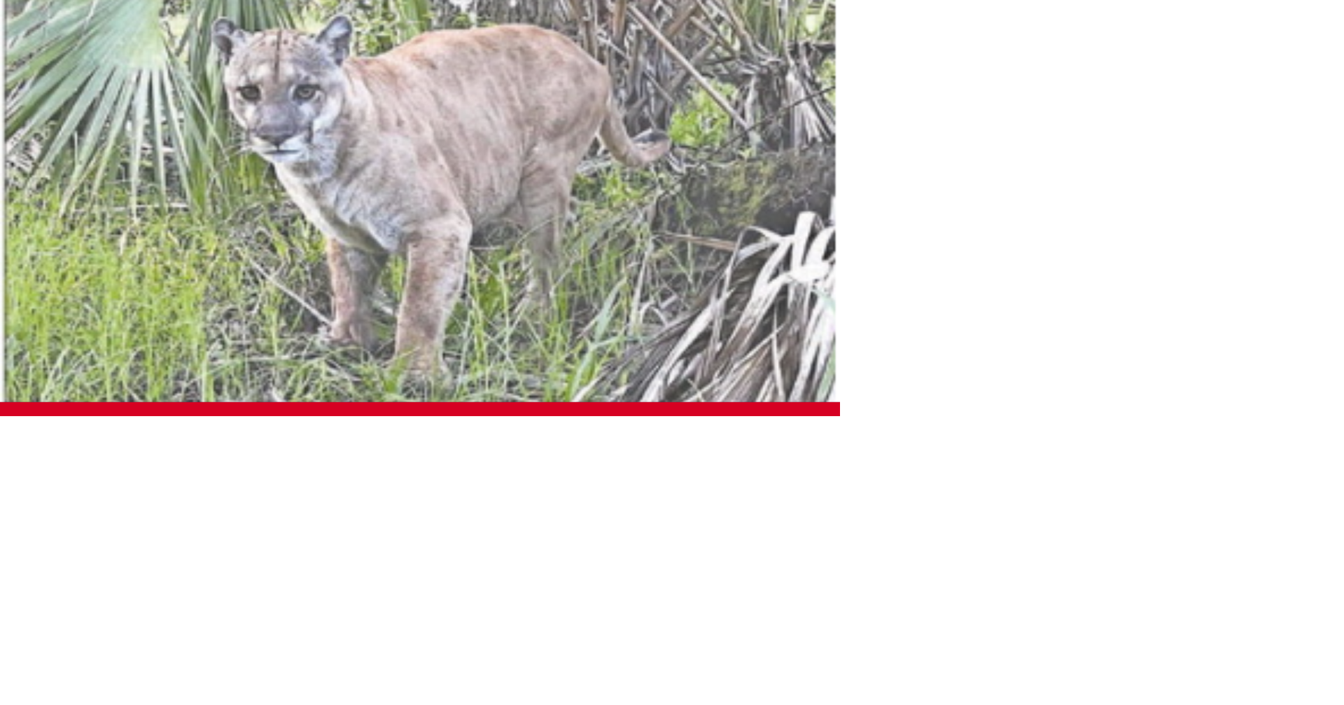 5th critically endangered Florida panther death of 2025, killed by ...