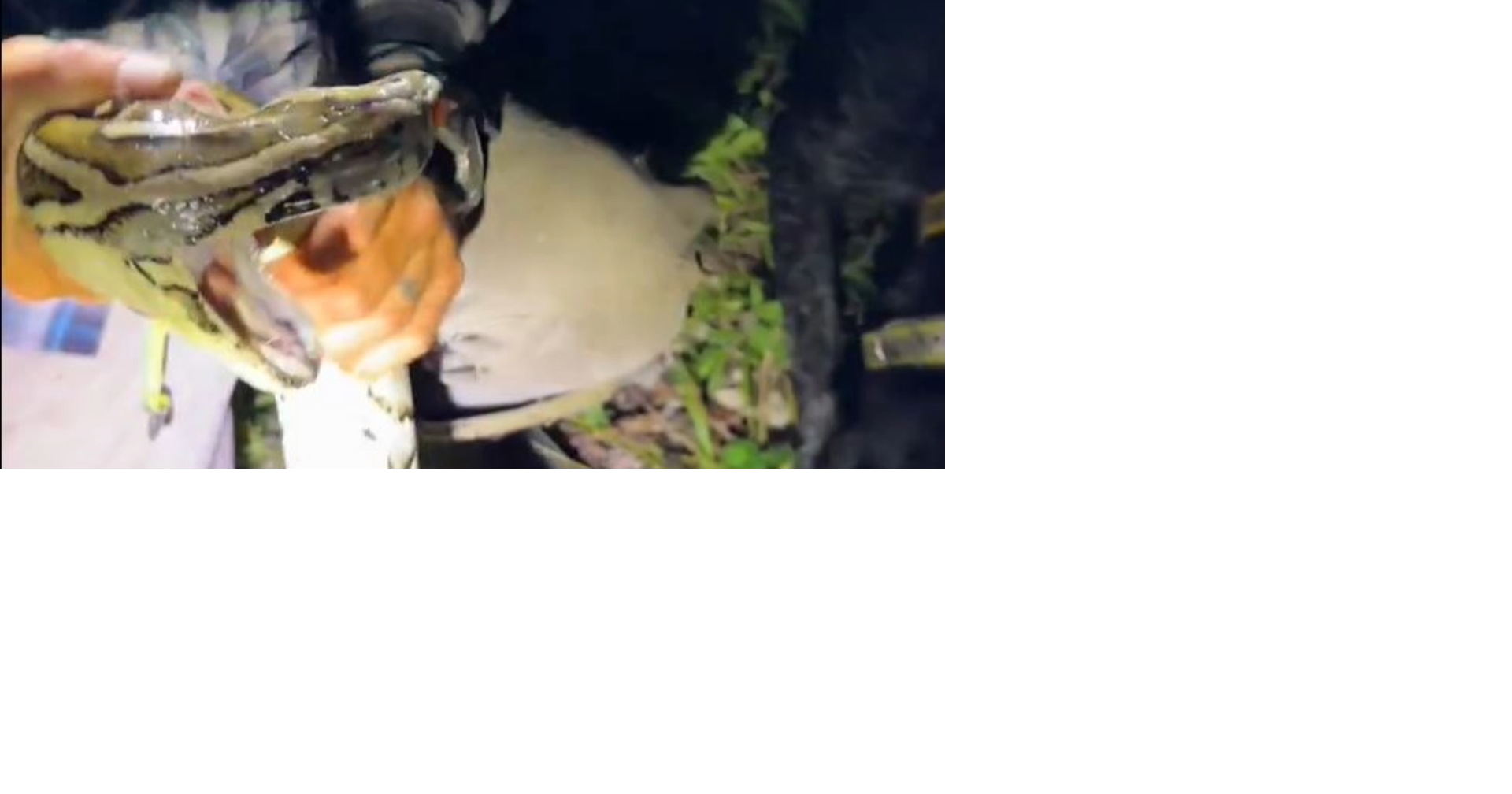 2024 python challenge winner caught 20 pythons | News | winknews.com