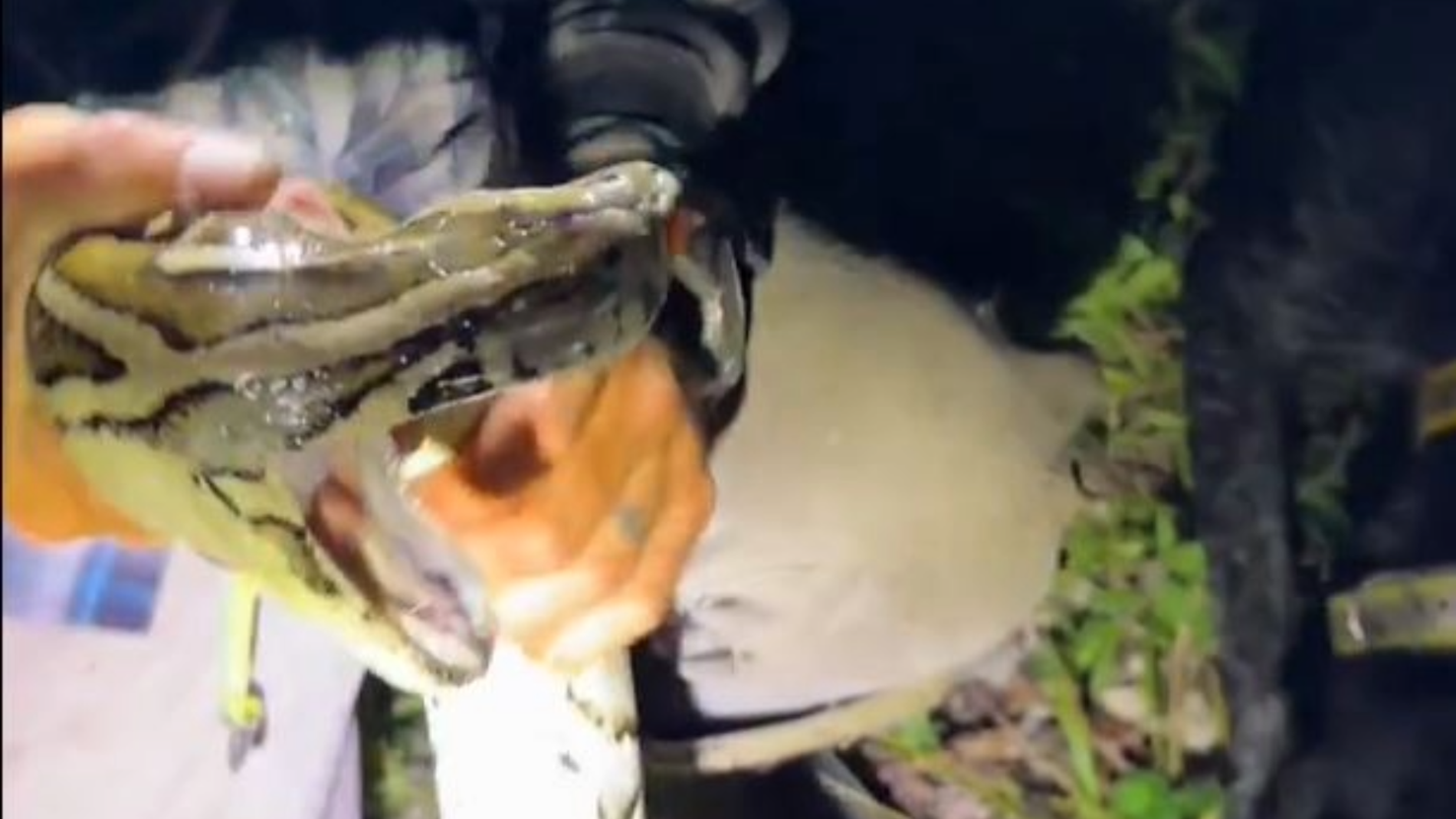Python Cowboy’s dog Otto helps capture invasive snake in the Everglades ...