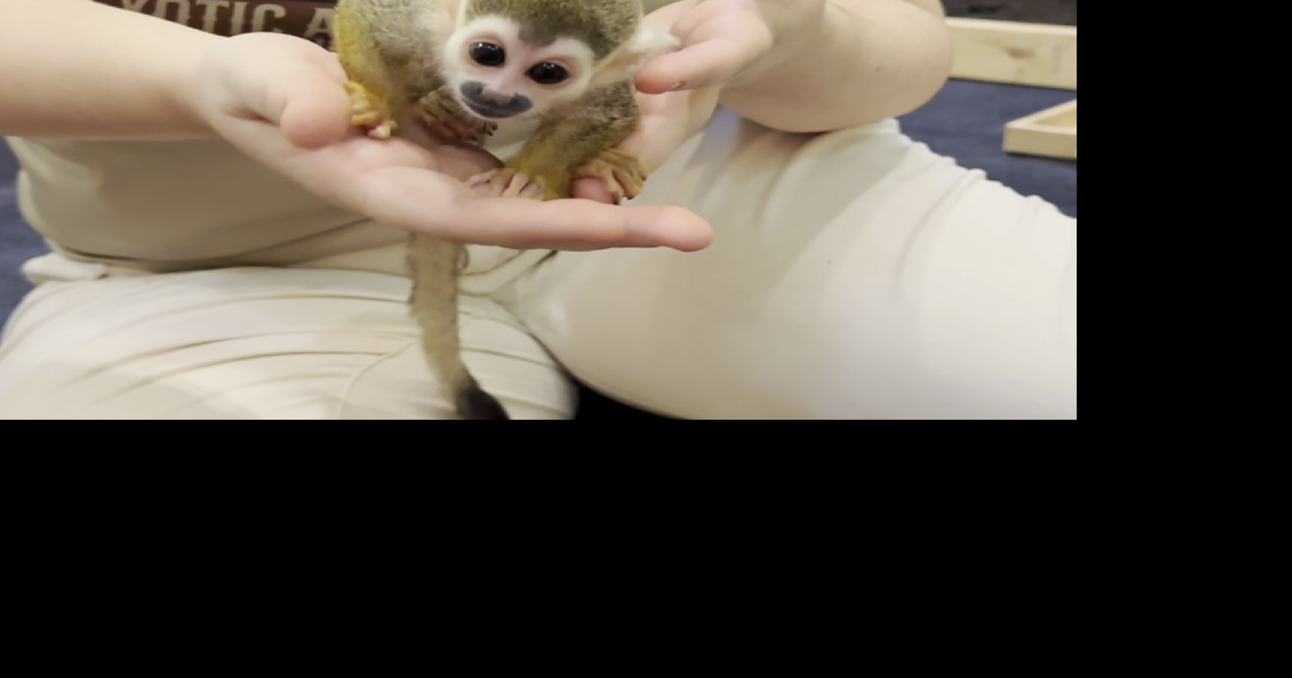 squirrel monkey pet florida