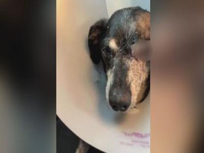 panther attacking dog