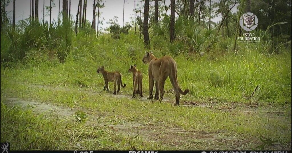 FWC enlists landowner’s assistance in endangered panther conservation ...