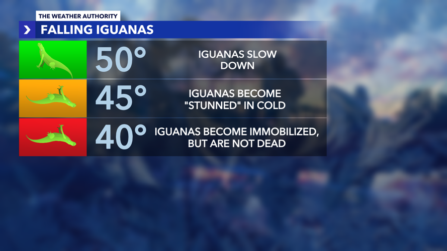 The science behind falling iguanas in Southwest Florida | Weather ...