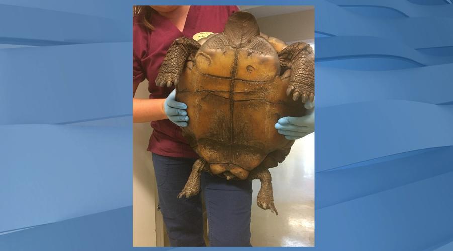 gopher tortoise size