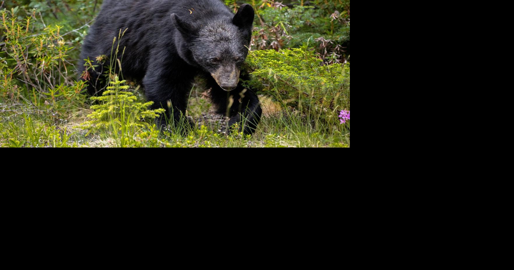 FWC bear hunting season permits applications begins | State | winknews.com