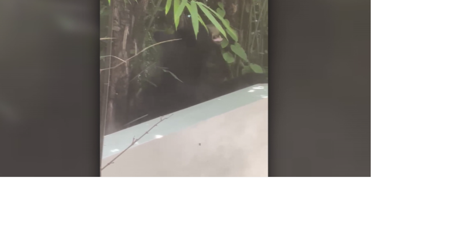 2 bear sightings in SWFL just days apart | Collier County | winknews.com