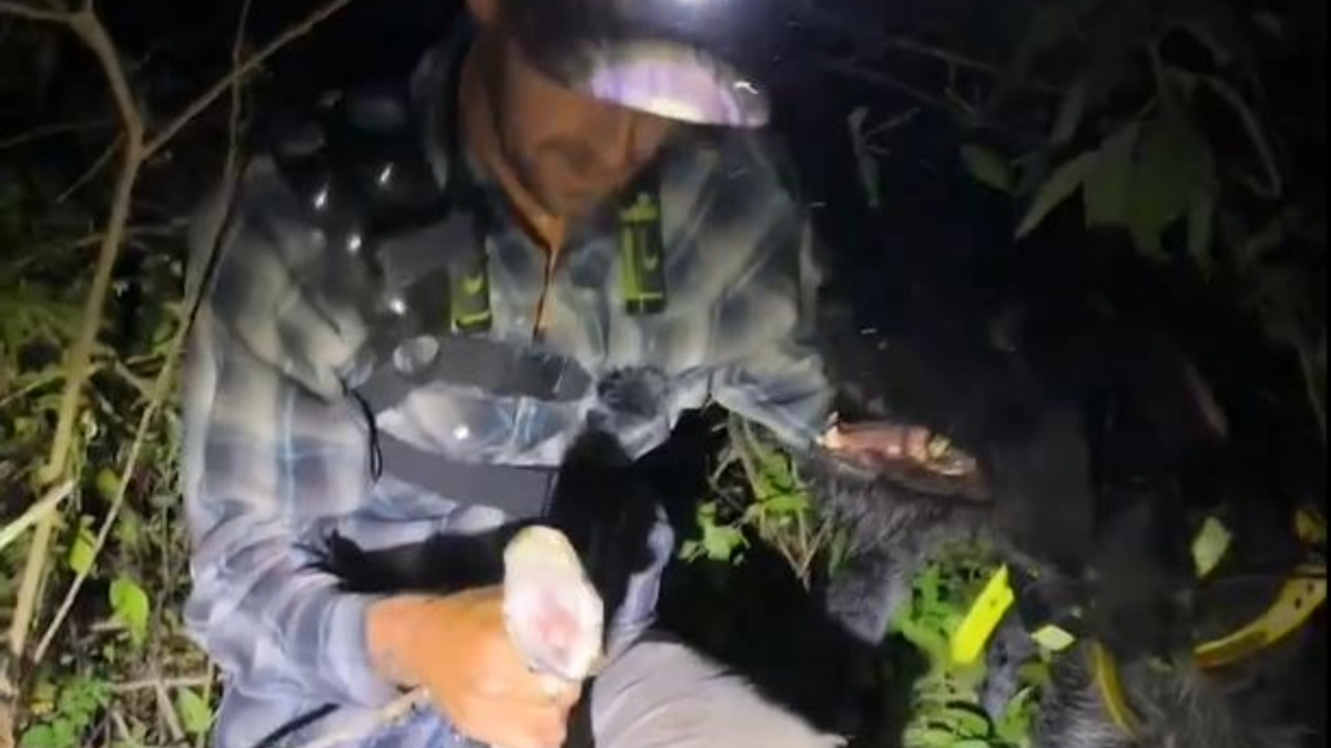 Python Cowboy’s dog Otto helps capture invasive snake in the Everglades ...