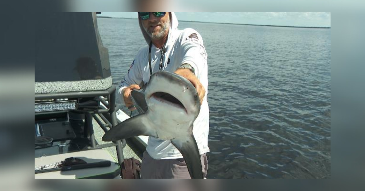 Shark competition impacts Charlotte Harbor captains' catch | Charlotte ...