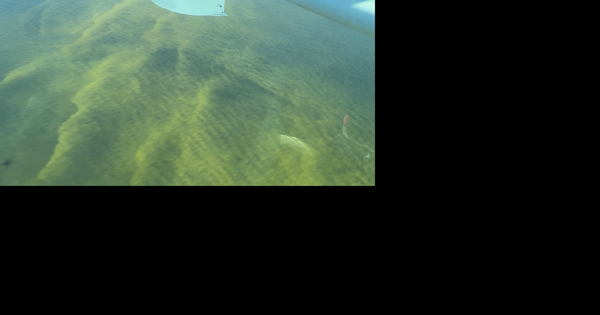 Persistent red tide bloom off Naples to Boca Grande raises concerns ...