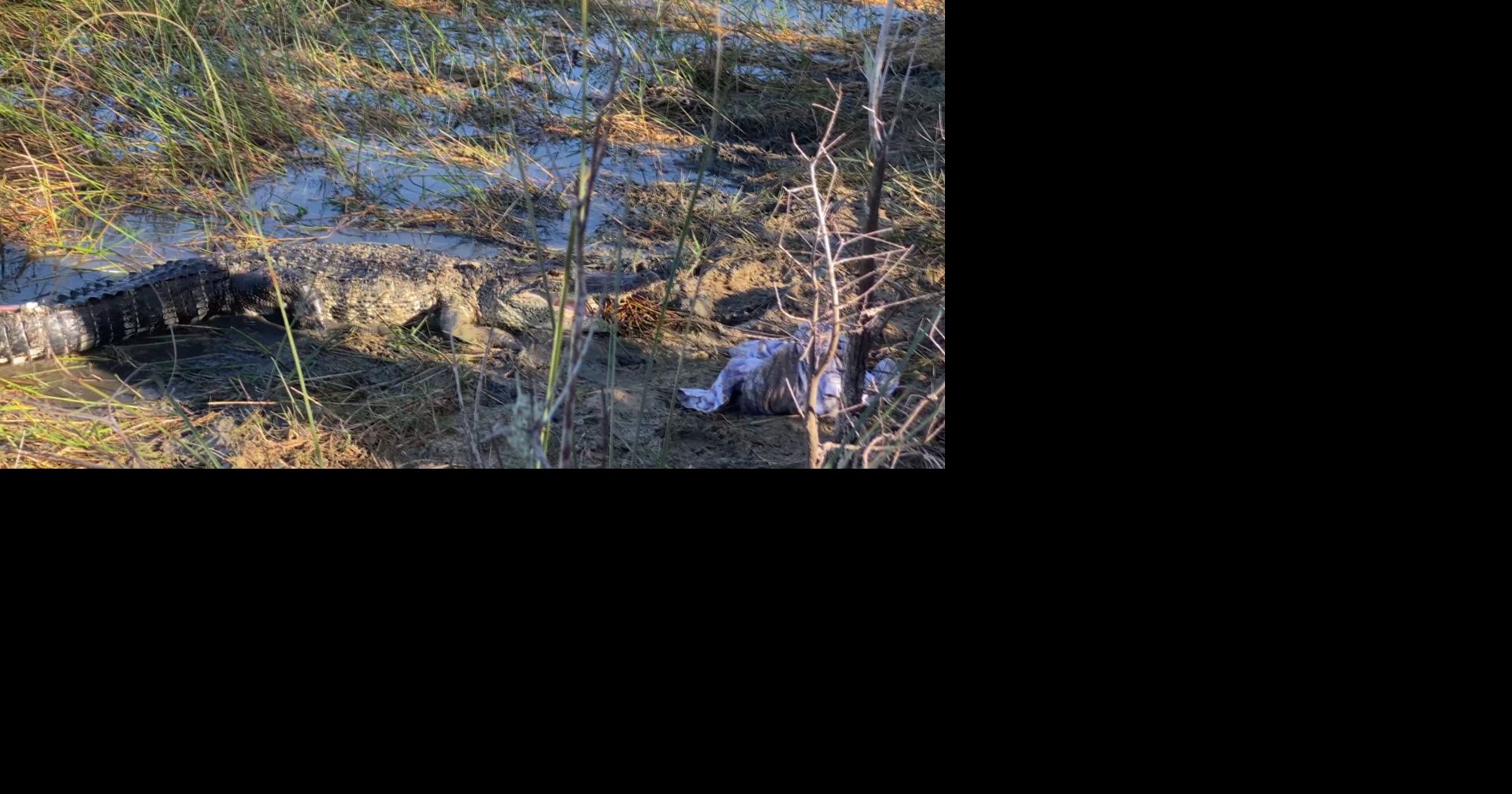 What happens after a nuisance alligator is captured? | Lee County ...