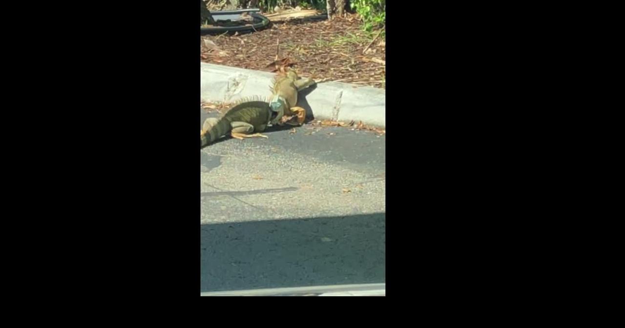 Dueling iguanas hold up traffic in Boca Raton Starbucks parking lot ...