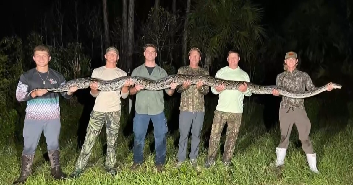 16-foot-long python caught by first-timers in Big Cypress Swamp ...