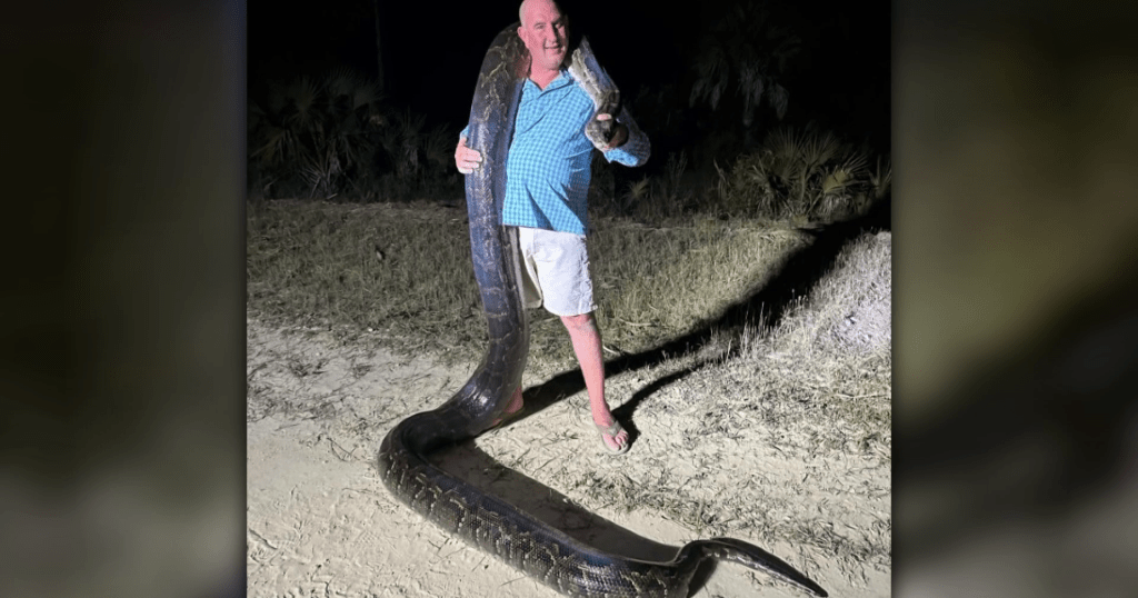 Second-largest python captured in Big Cypress National Preserve ...